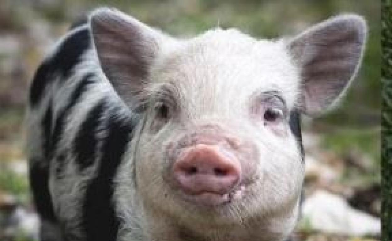 Una pareja da en adopción a su cerdita y el nuevo dueño la sacrifica y se la come | El Correo